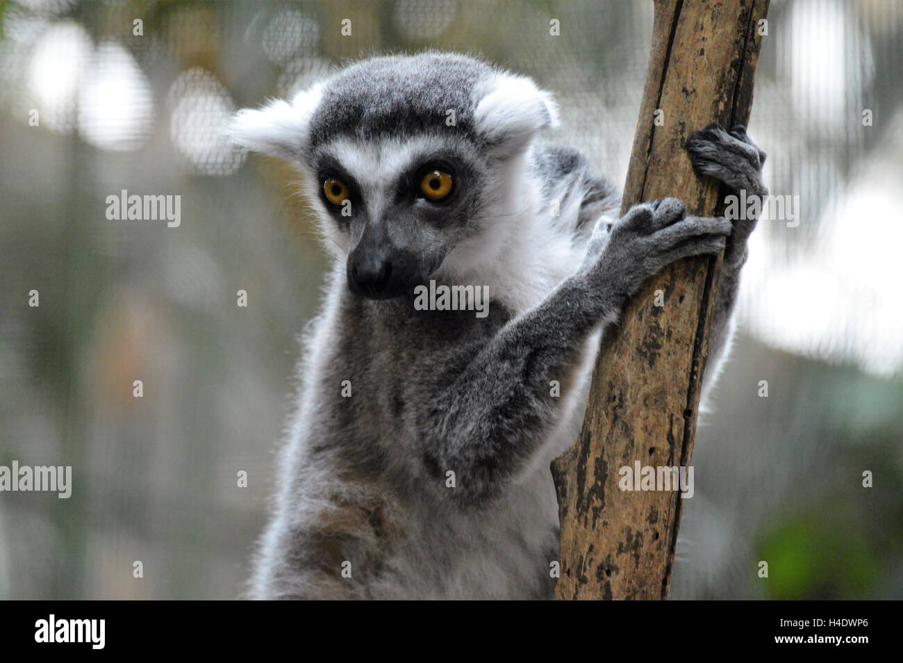 Ring Tailed Lemur Stock Photo - Alamy
