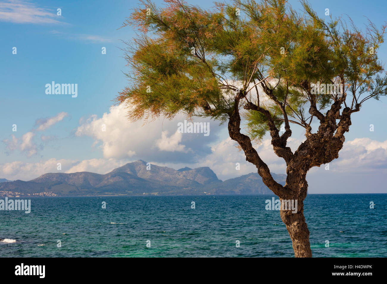 Spain, the Balearic Islands, island Majorca, seafront Colonia de Sant ...