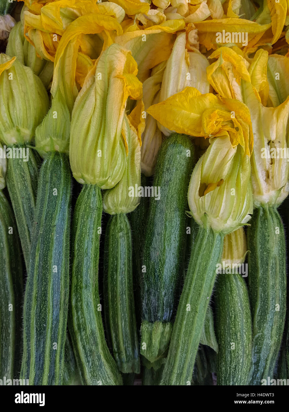 Fresh zucchini courgettes with yellow flowers Stock Photo - Alamy