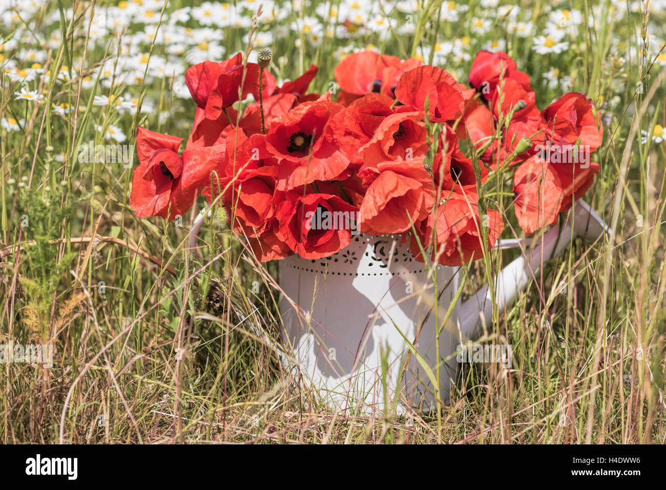 Pot with poppies in the field Stock Photo - Alamy