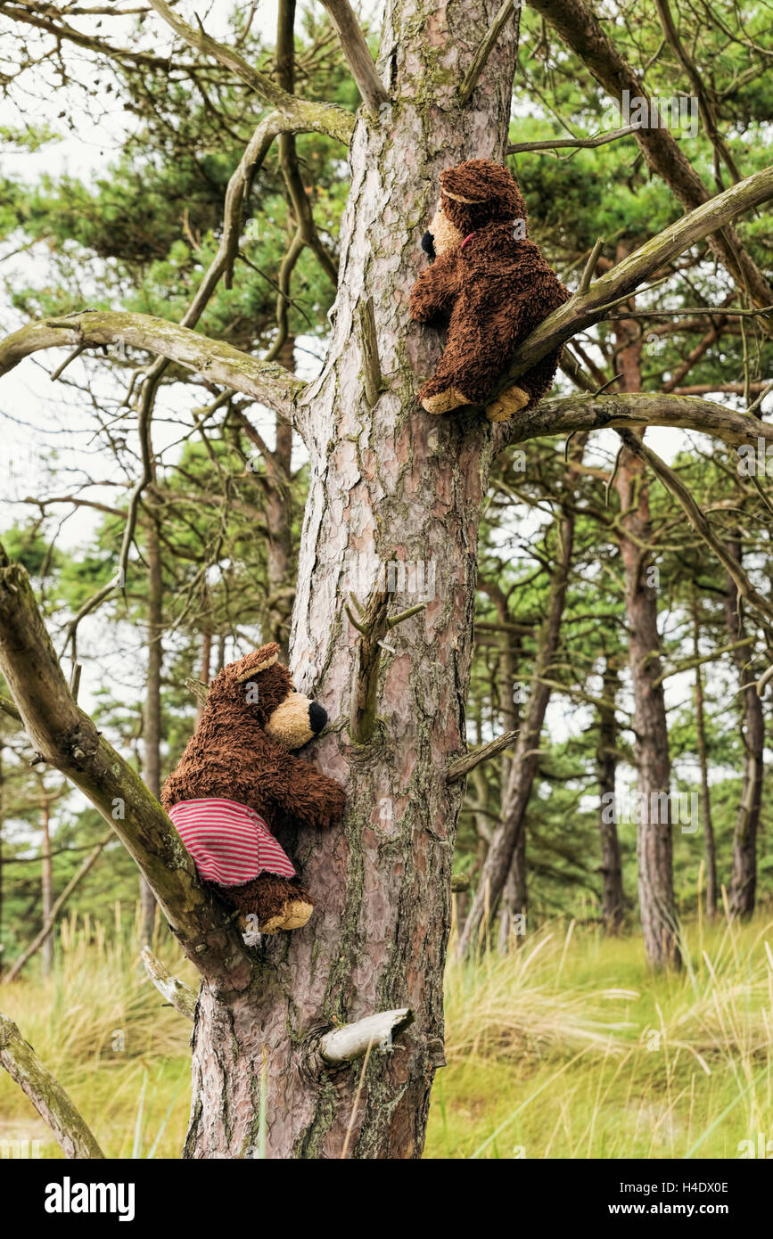 2 climbing teddy bears in the tree Stock Photo - Alamy