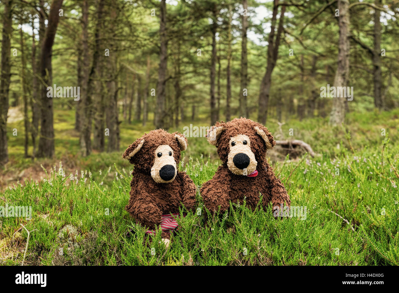 2 sitting teddy bears in the forest Stock Photo - Alamy