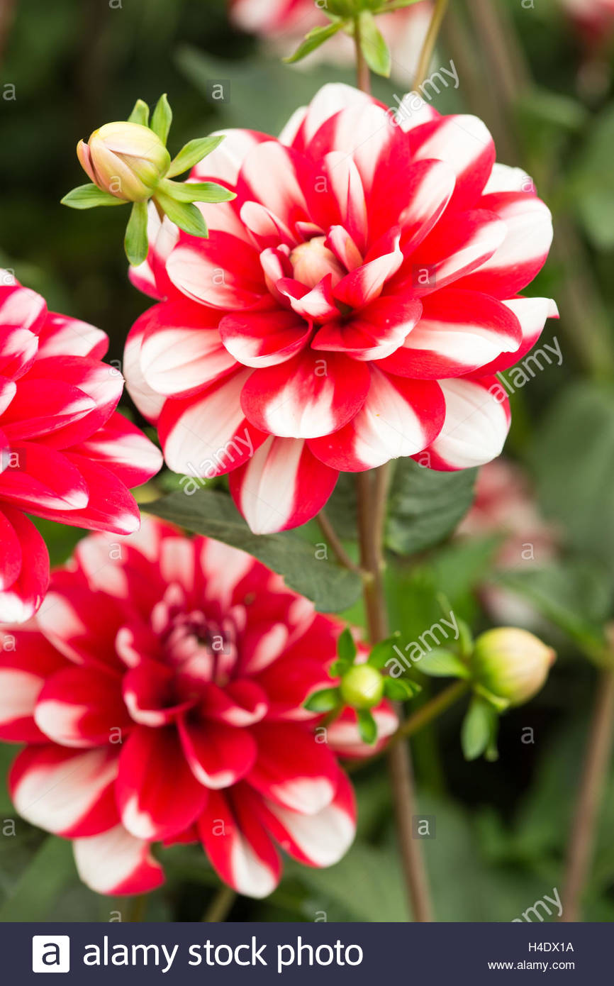 Jamaica Flora Stock Photos & Jamaica Flora Stock Images - Alamy