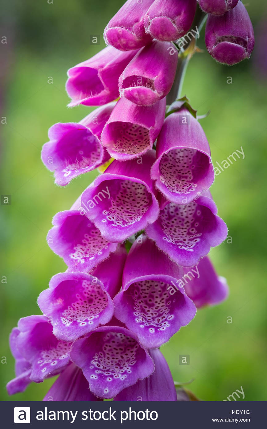 Wild Foxglove Stock Photos & Wild Foxglove Stock Images - Alamy