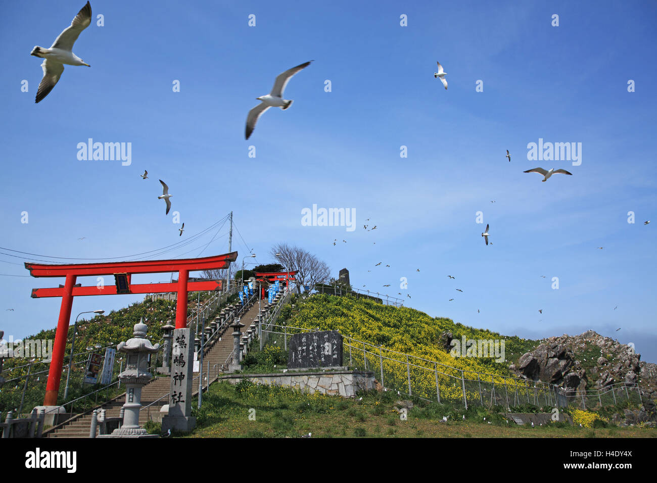 Seagulls in flight, Japan, Aomori Prefecture, Hachinohe, Kabushima ...