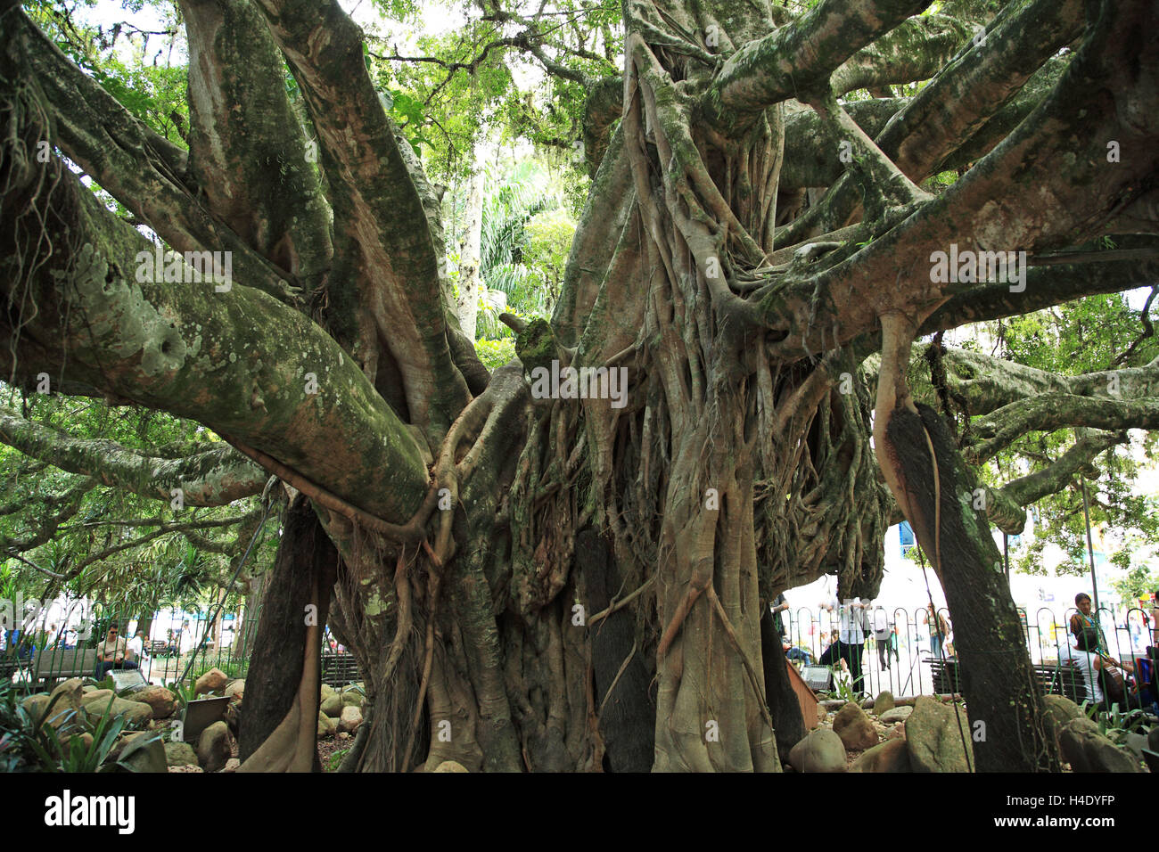 Figueira, Fig tree, Brazil, Santa catarina, Florianopolis Stock Photo ...