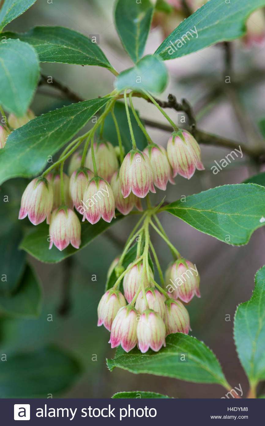 Enkianthus Stock Photos & Enkianthus Stock Images - Alamy