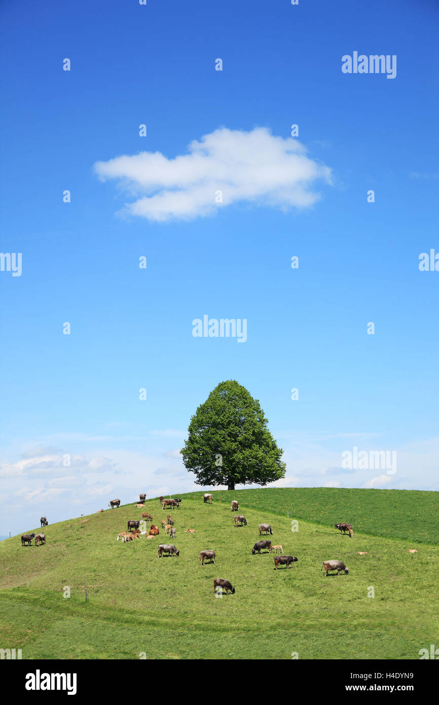 Single tree on hill switzerland hi-res stock photography and images - Alamy