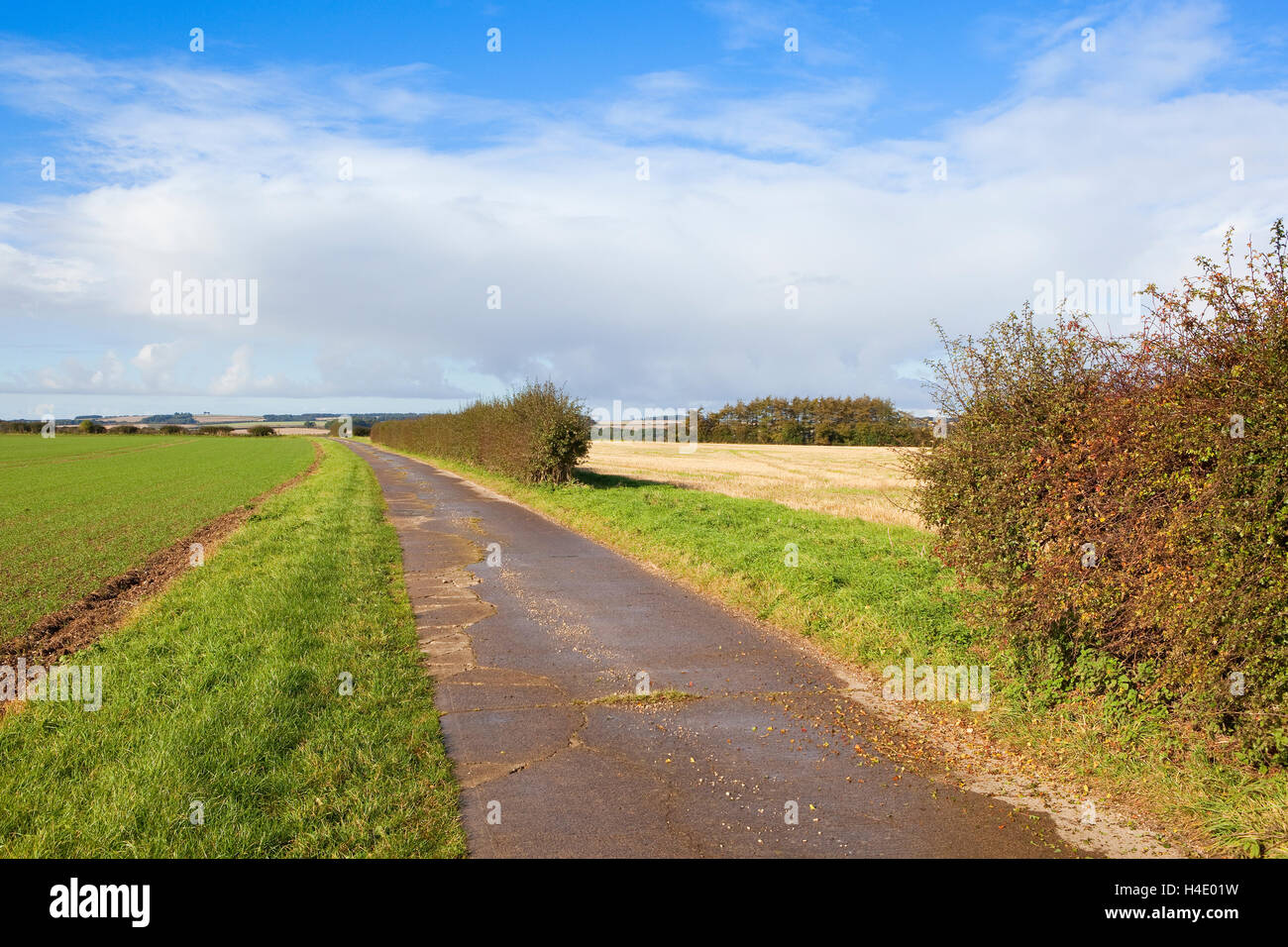 Track between hedgerows hi-res stock photography and images - Alamy