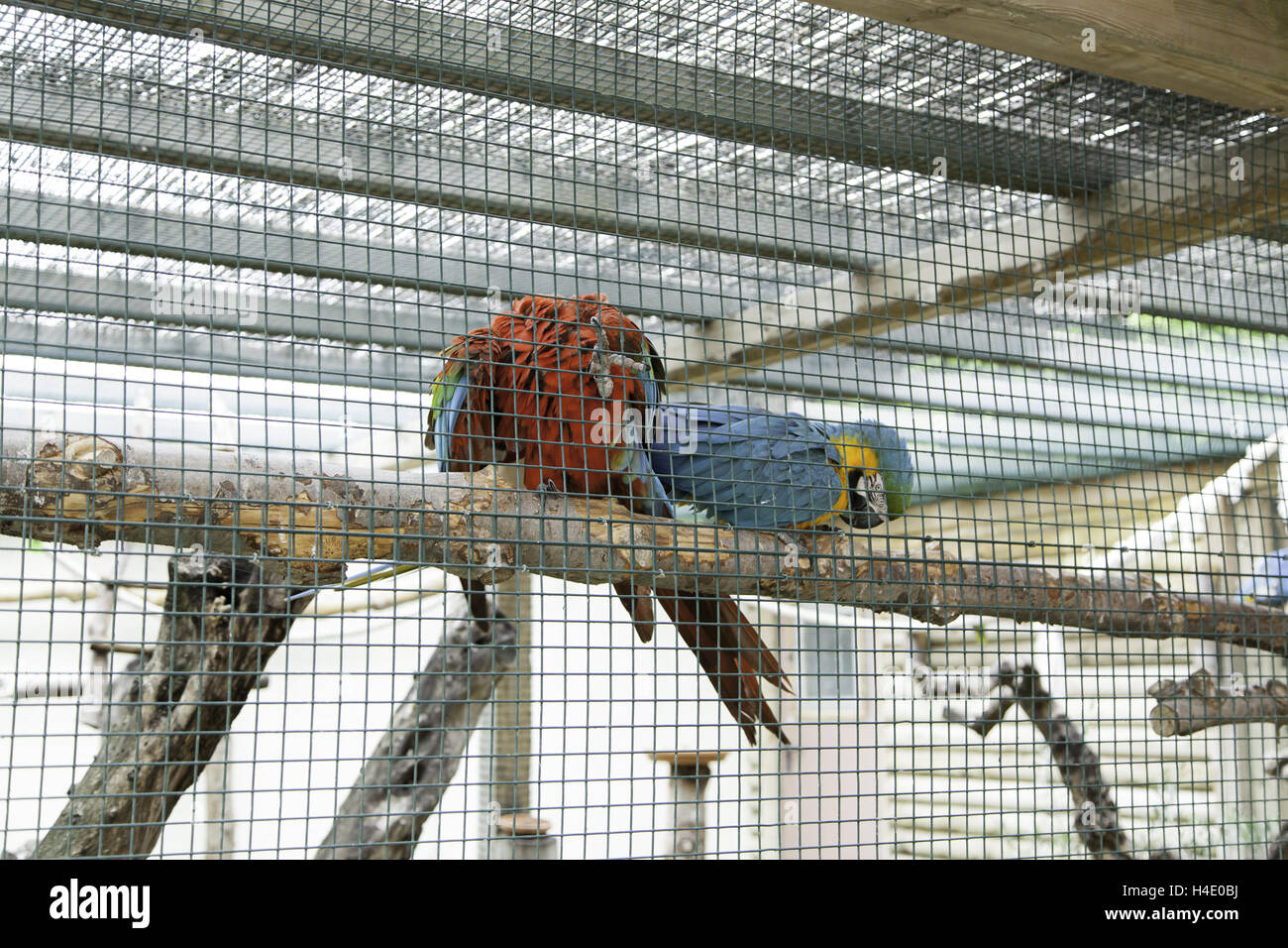 Exotic parrot cage in natural park, animals Stock Photo - Alamy