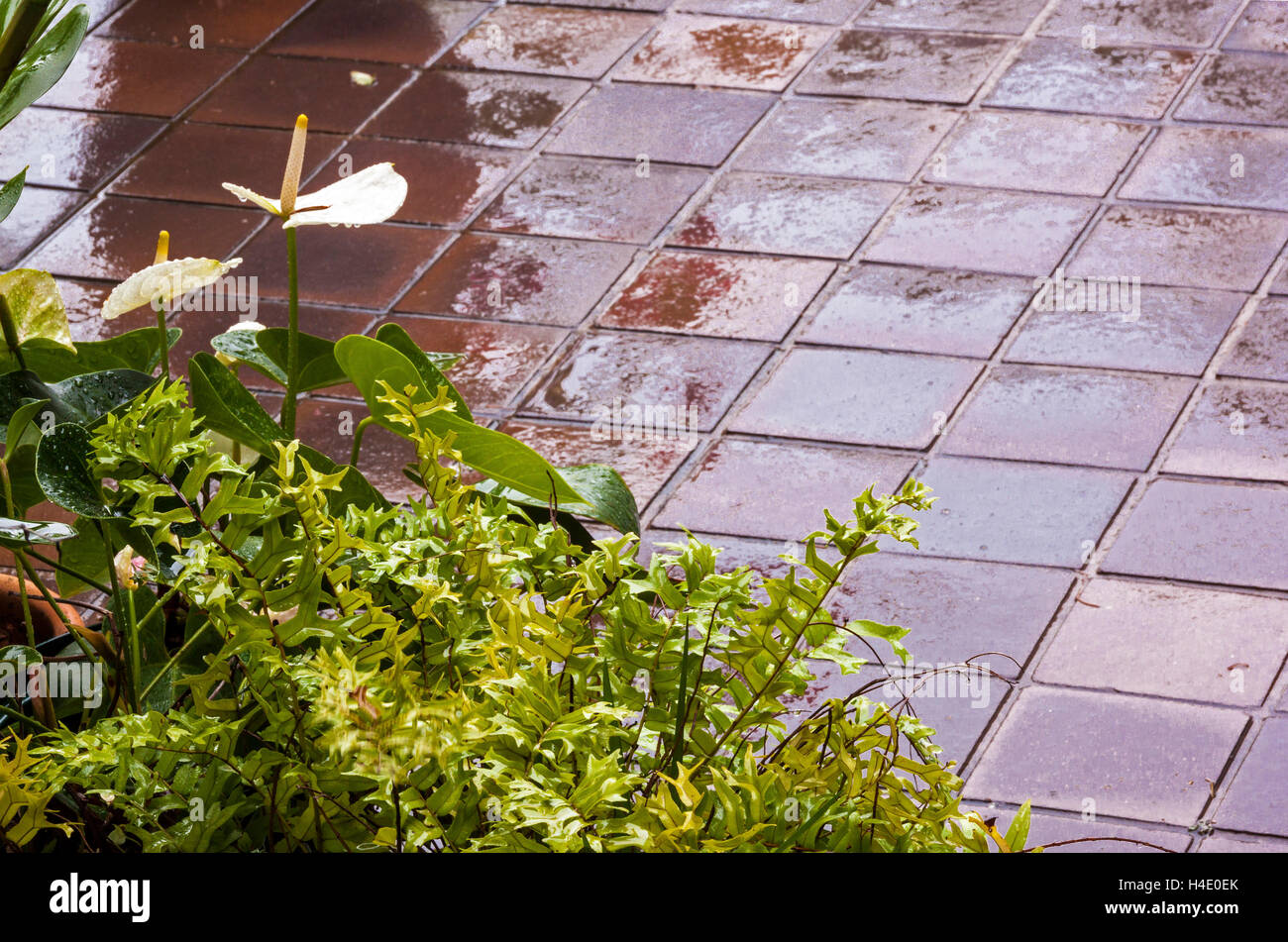Pavement patterns hi-res stock photography and images - Alamy