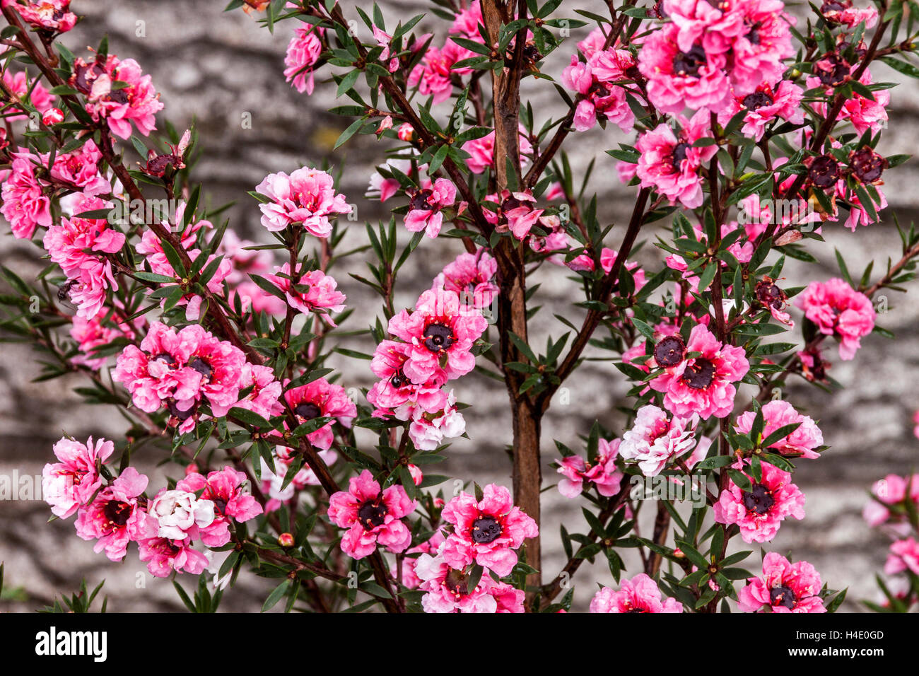 Close up abstract view of tiny pink flowers of the Australian tea bush ...
