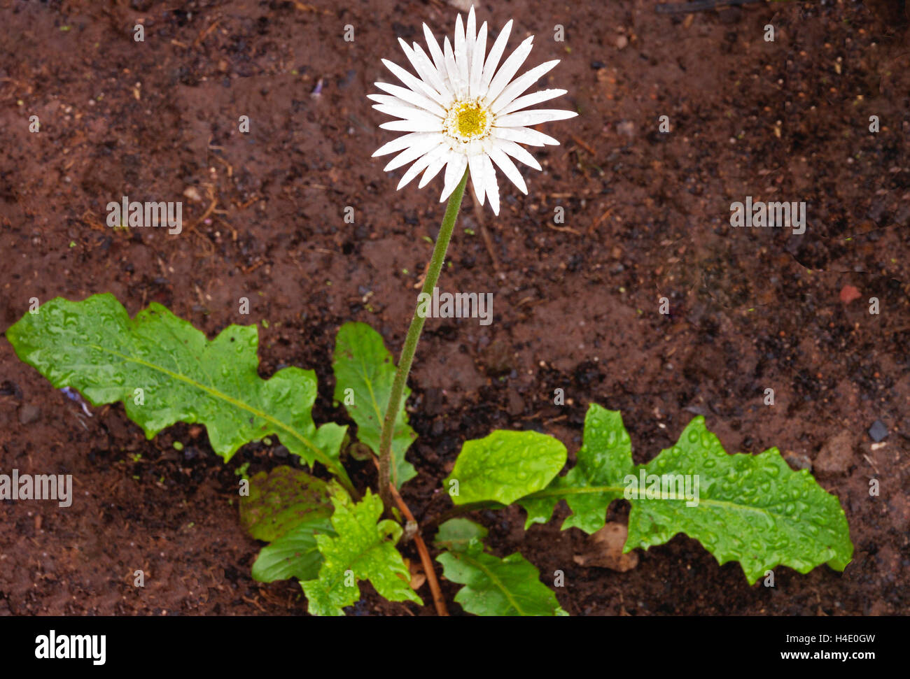 Young immature barberton daisy with white flower on long stem in garden ...