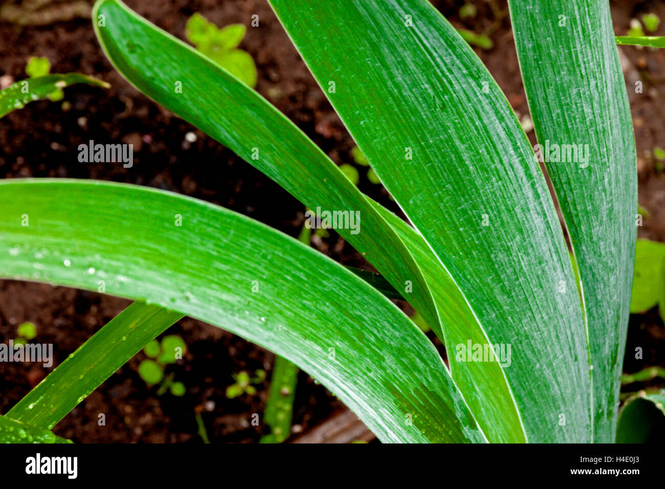 Bearded iris leaves hi-res stock photography and images - Alamy