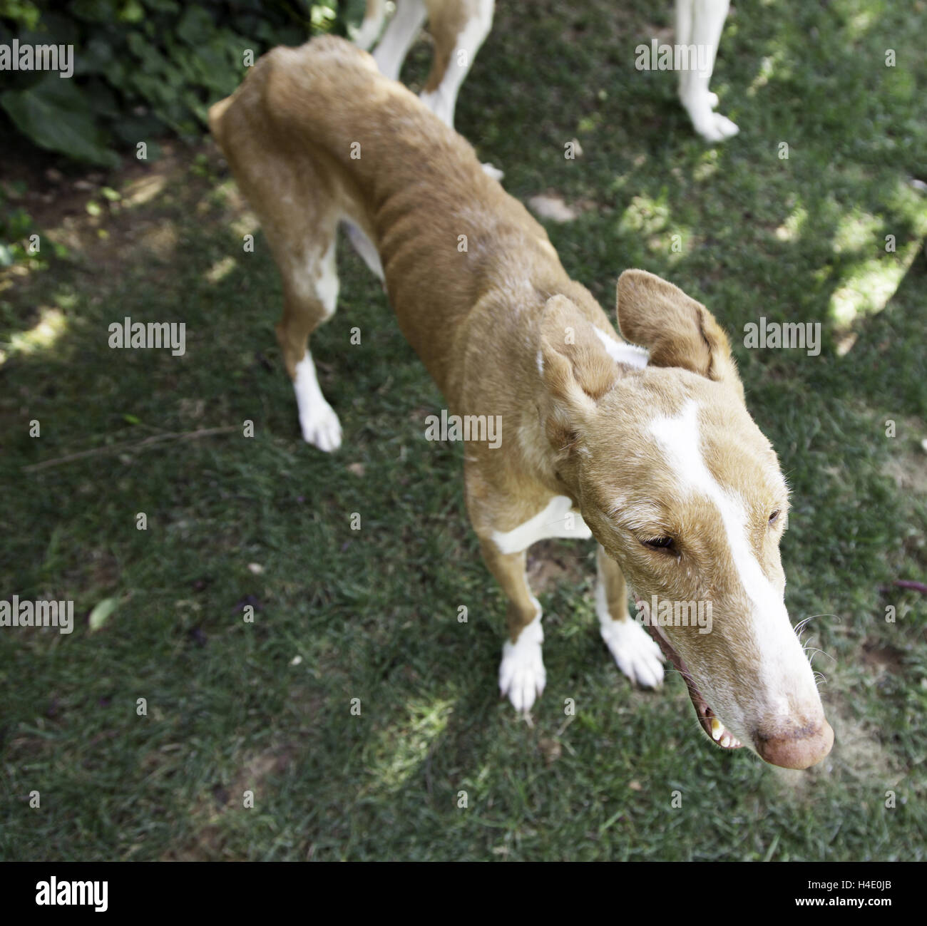 Hound dog locked and abuse, animal neglect Stock Photo - Alamy