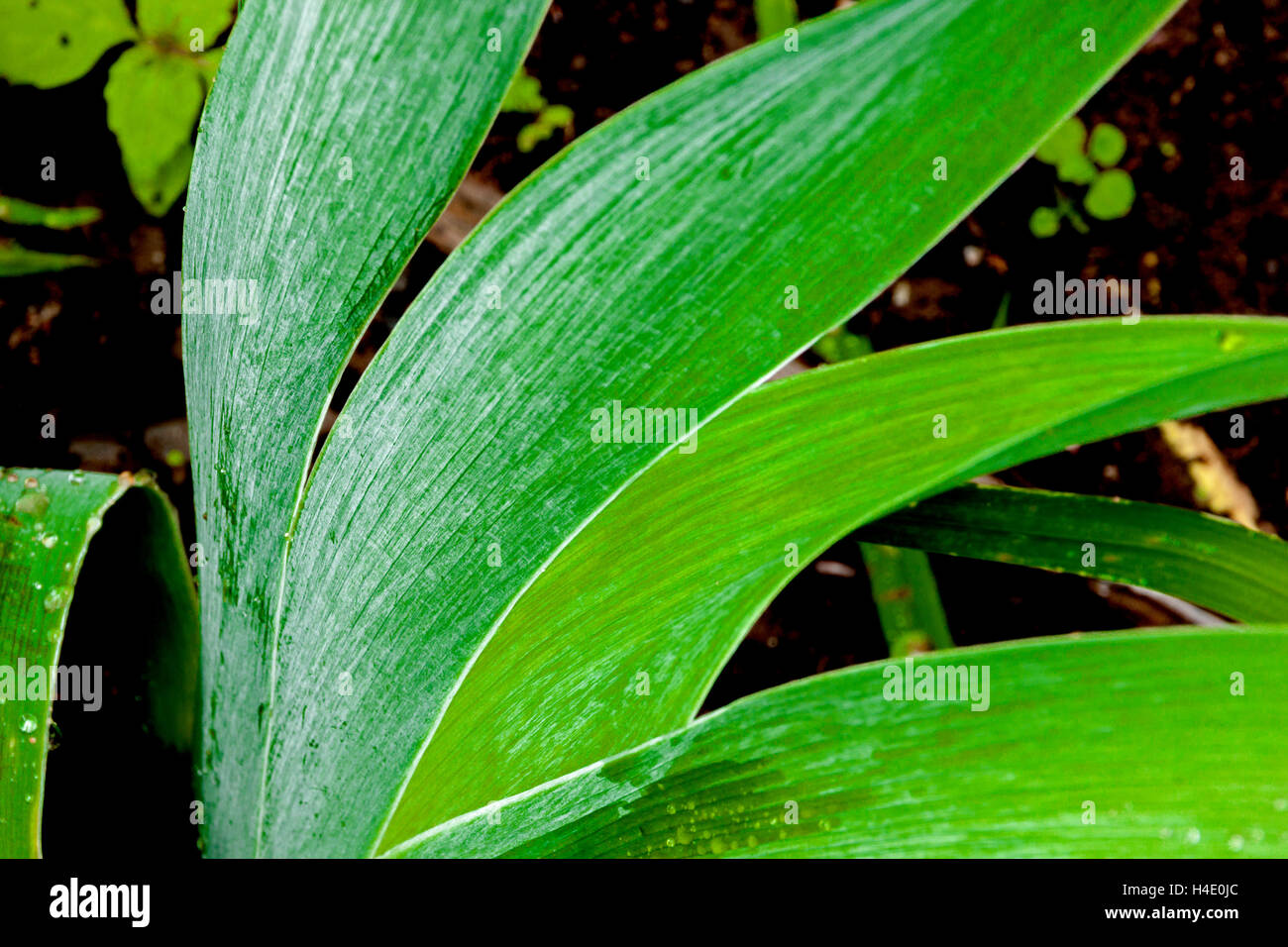 Close up of rain covered bearded iris leaves in rich loam soil in ...