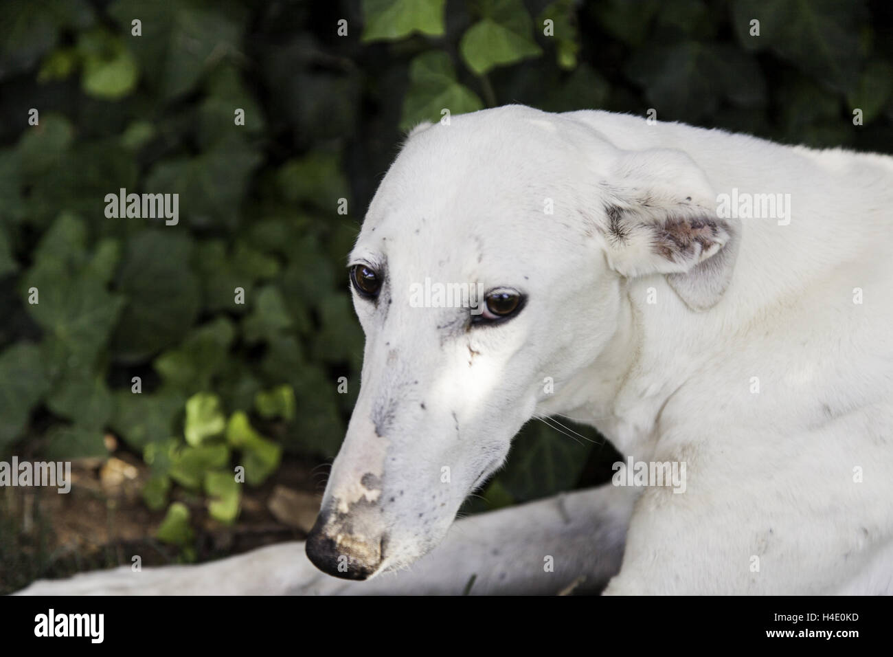 Abandoned abuse Greyhound lying in park Stock Photo - Alamy