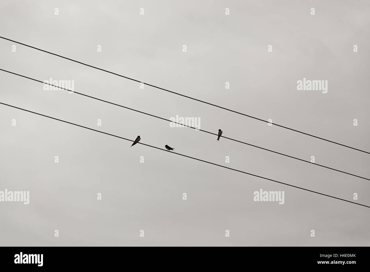 Perching birds electric cable, free birds Stock Photo - Alamy