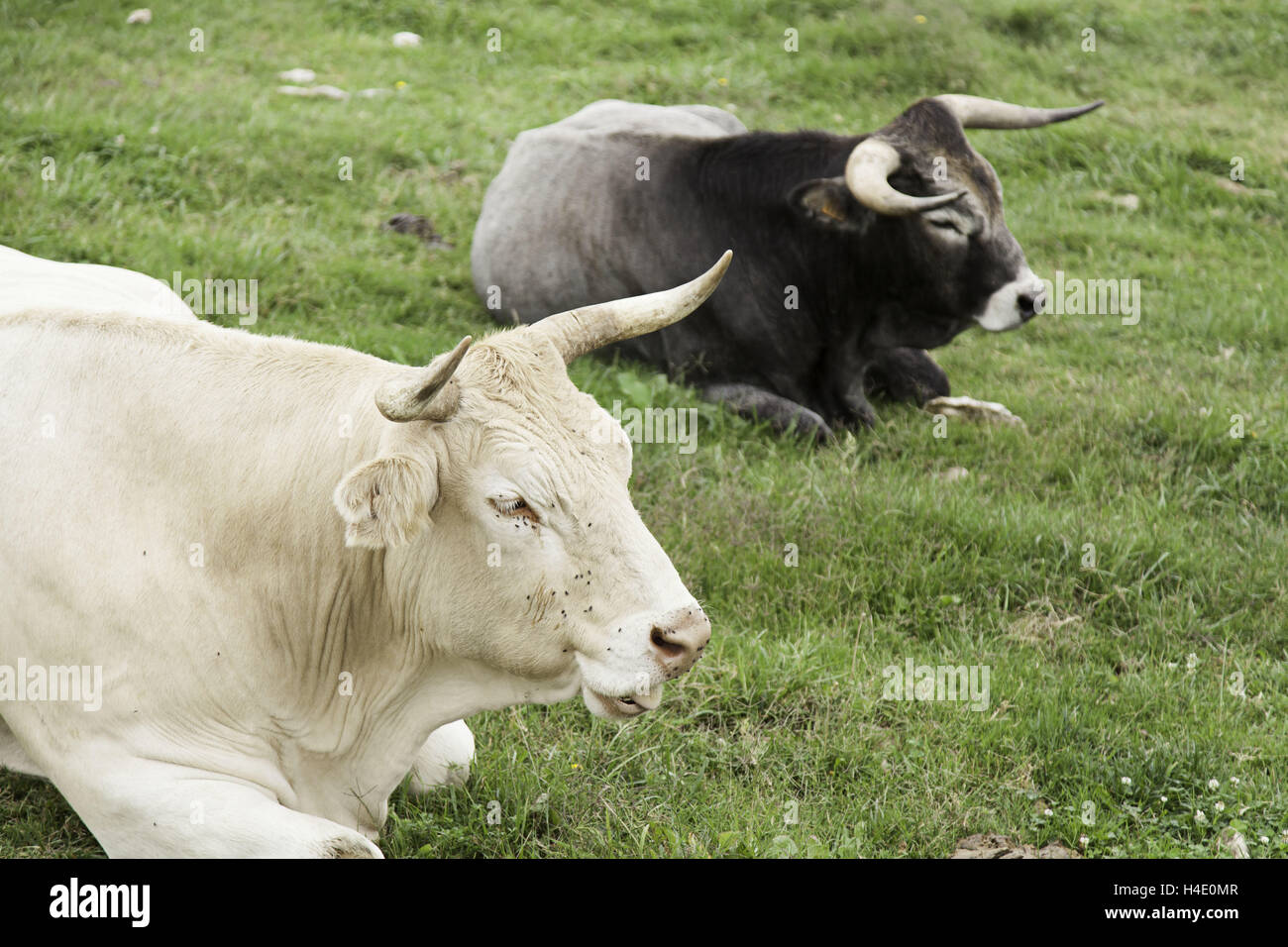 Bulls bullfighting in natural park, farm animals Stock Photo - Alamy