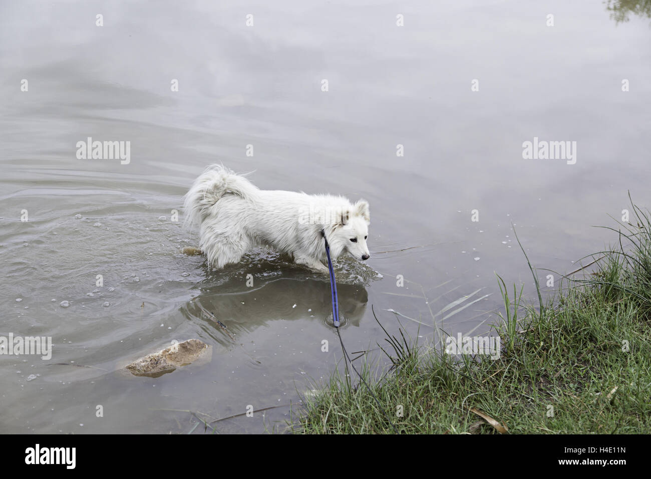 Samoyed bathing in river, animals and nature Stock Photo - Alamy