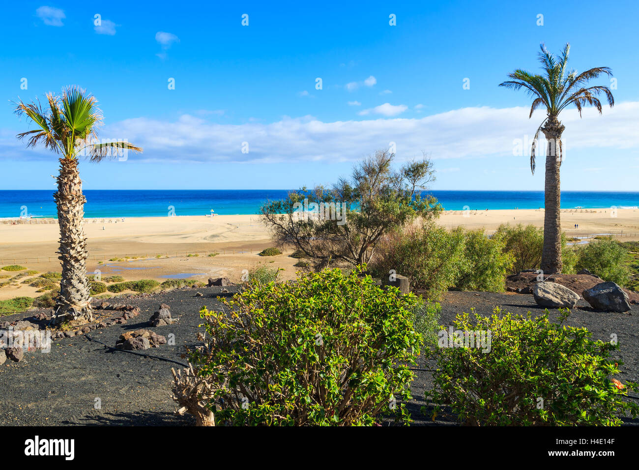 Palm trees on Morro Jable promenade along beach on Jandia peninsula ...