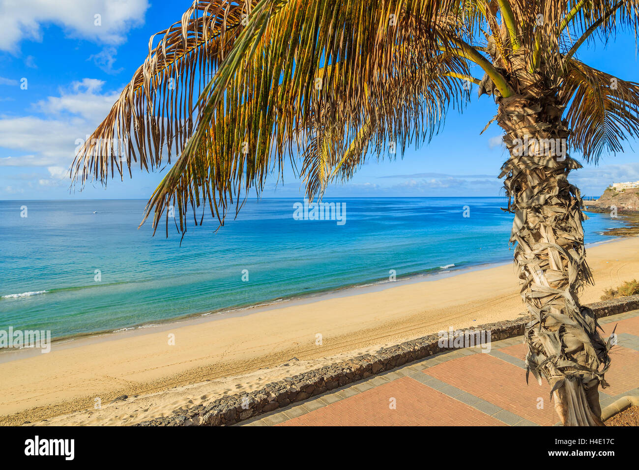 Palm tree on Morro Jable promenade along a sandy beach on Jandia ...