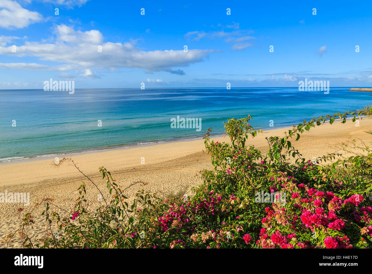 Tropical flowers on Morro Jable promenade with beach view on Jandia ...