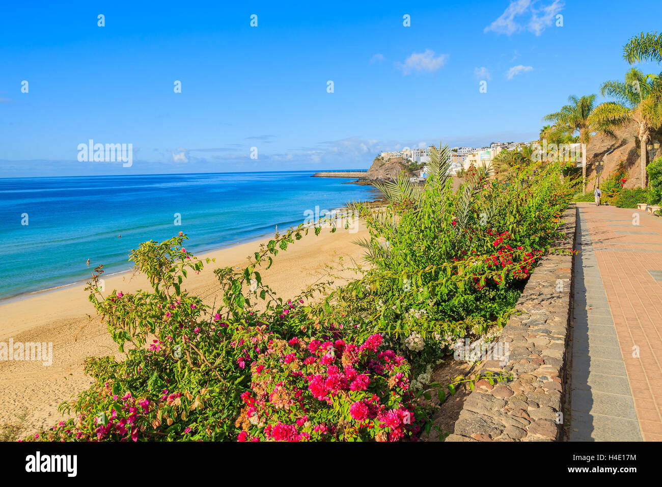 Tropical flowers on Morro Jable promenade with beach view on Jandia ...