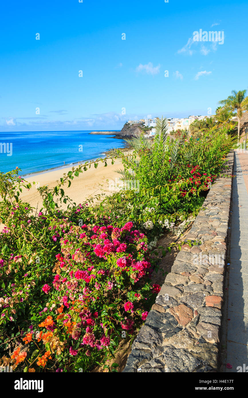 Red tropical flowers on Morro Jable promenade with beach view on Jandia ...
