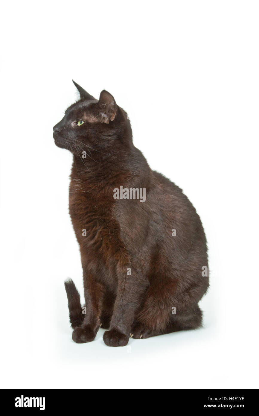 Black Tomcat on bright background. Shot in studio Stock Photo - Alamy
