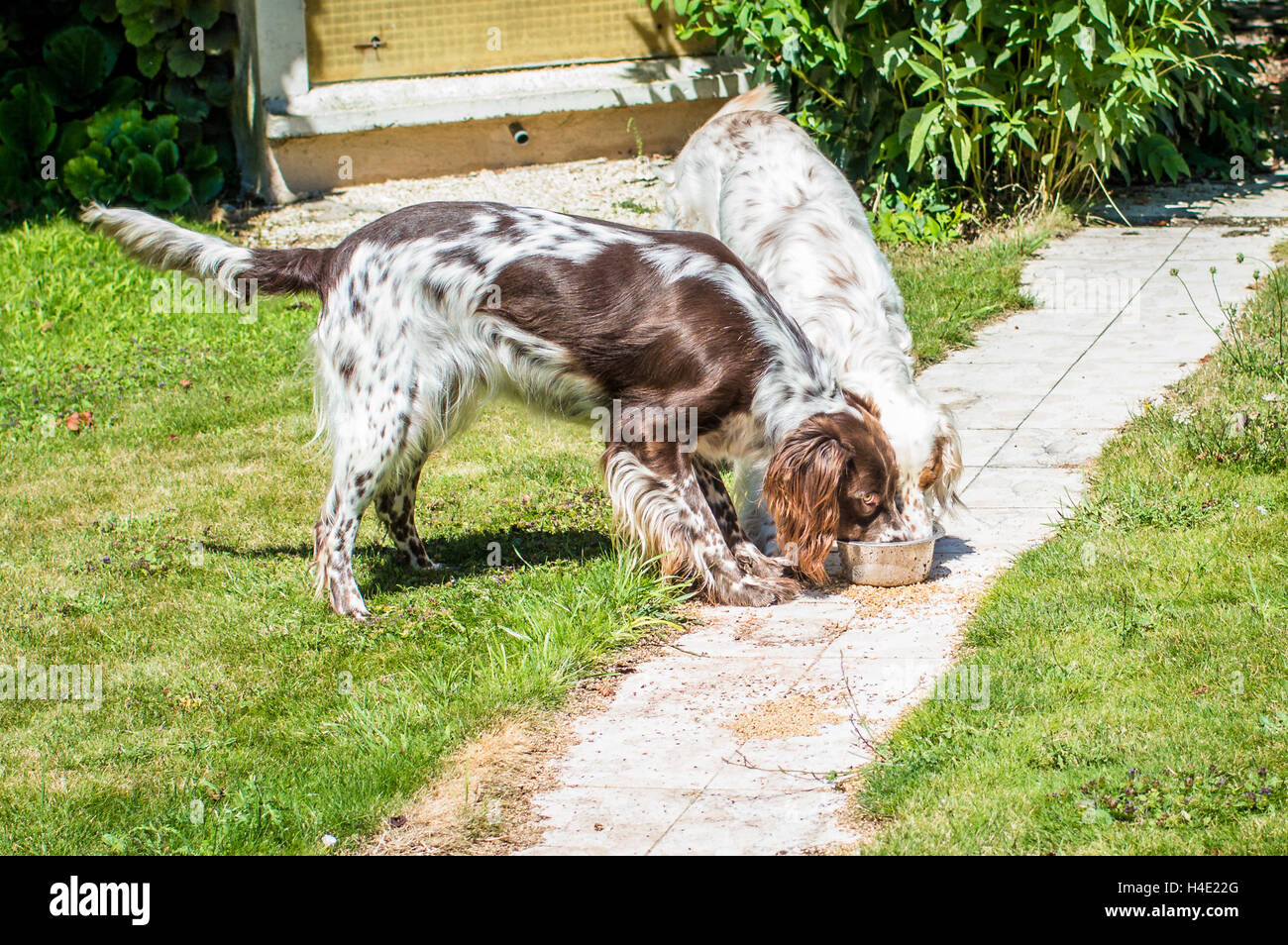 Two hunting dog eating Stock Photo - Alamy