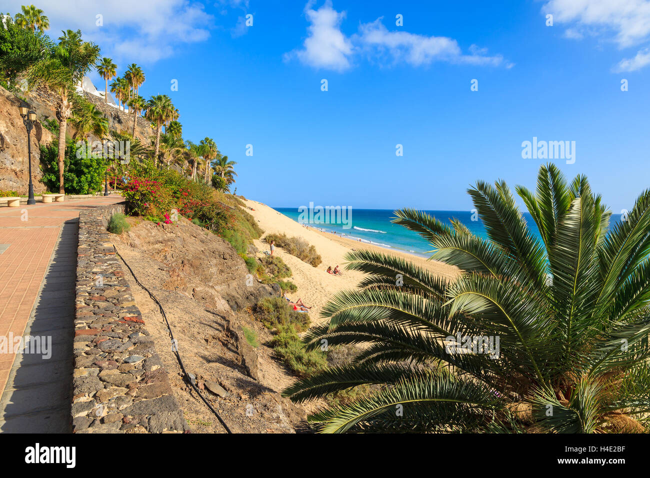 Palm tree on Morro Jable promenade along a sand beach on Jandia ...