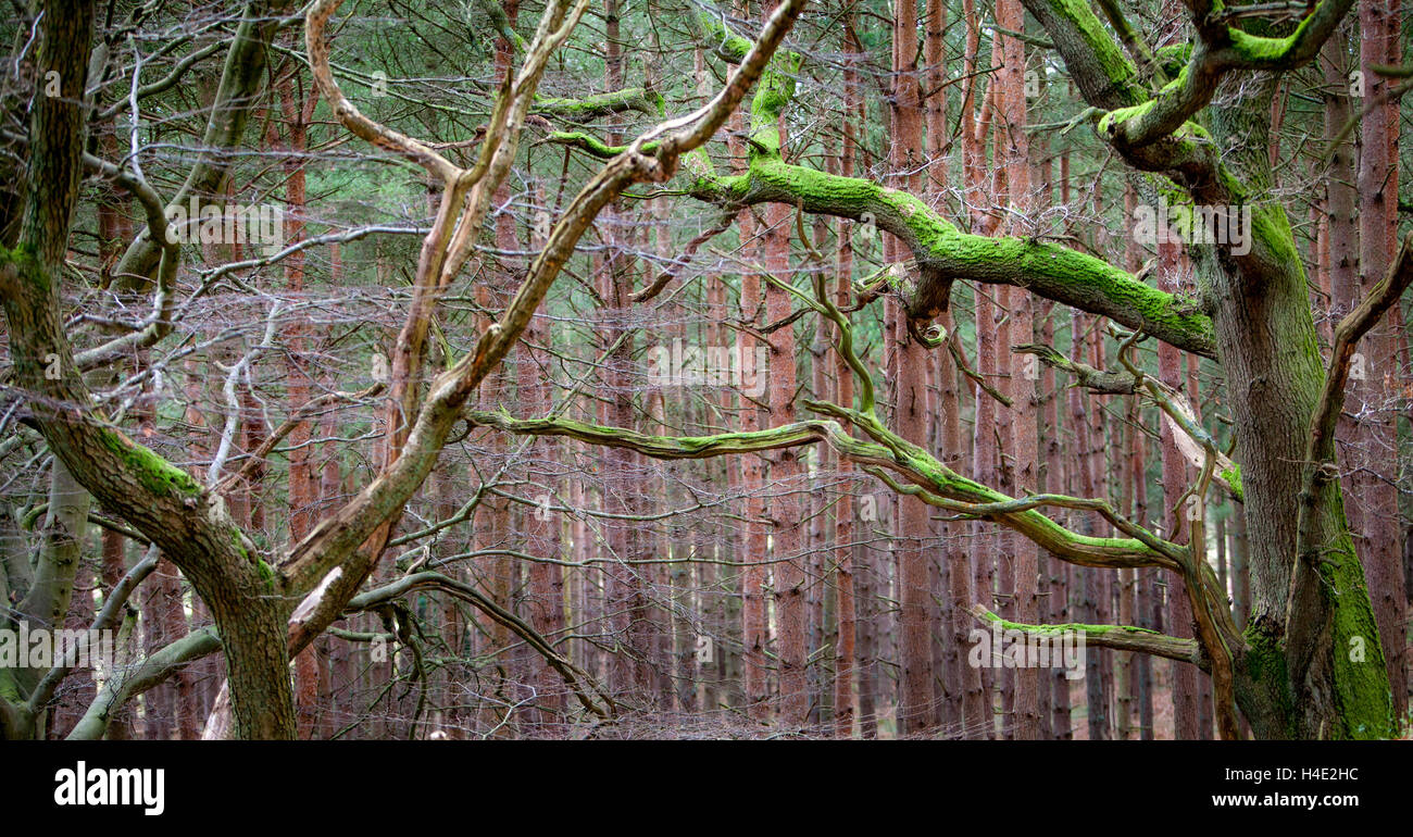 Entwined trees hi-res stock photography and images - Alamy