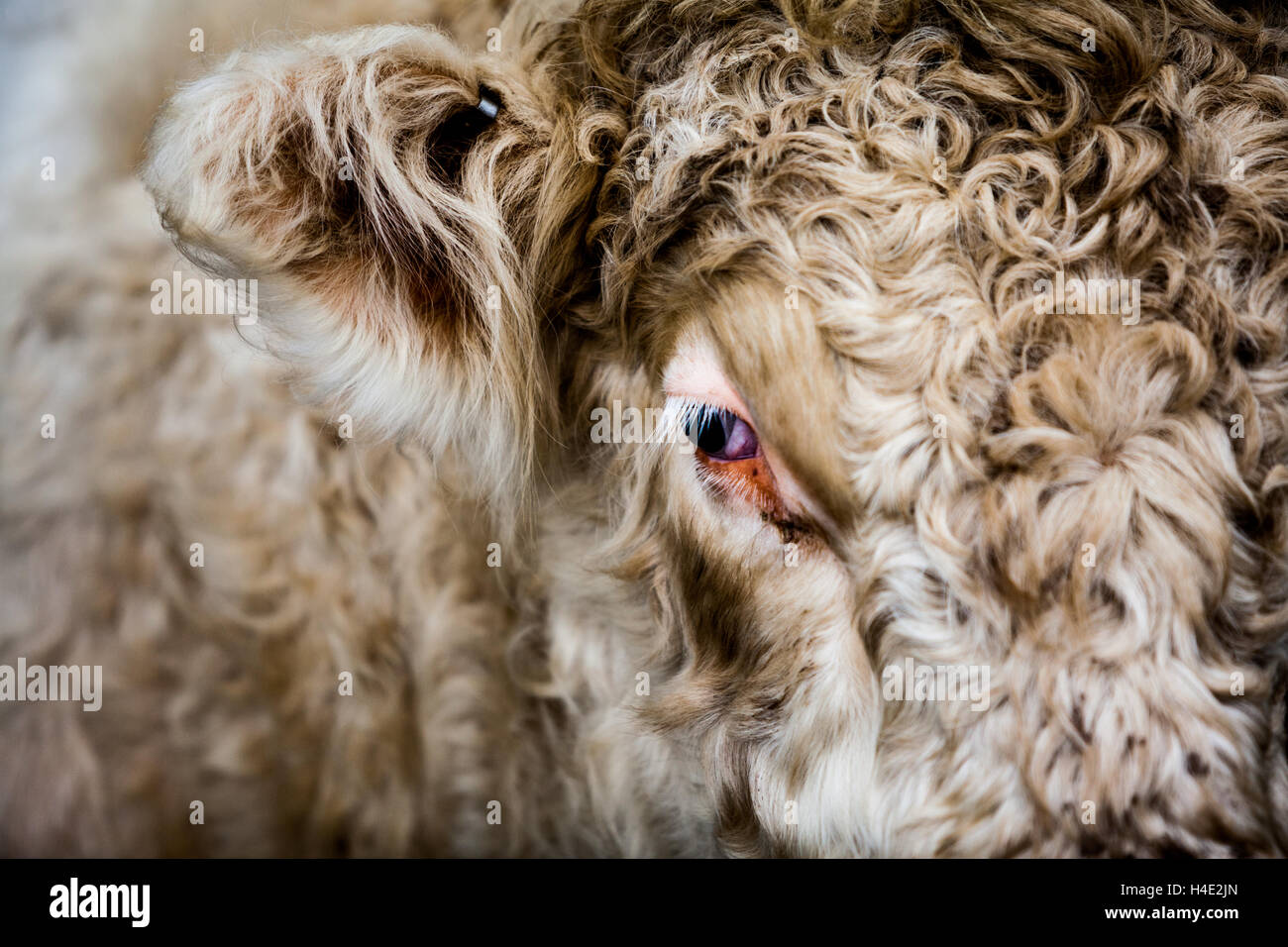 Prize bull hi-res stock photography and images - Alamy