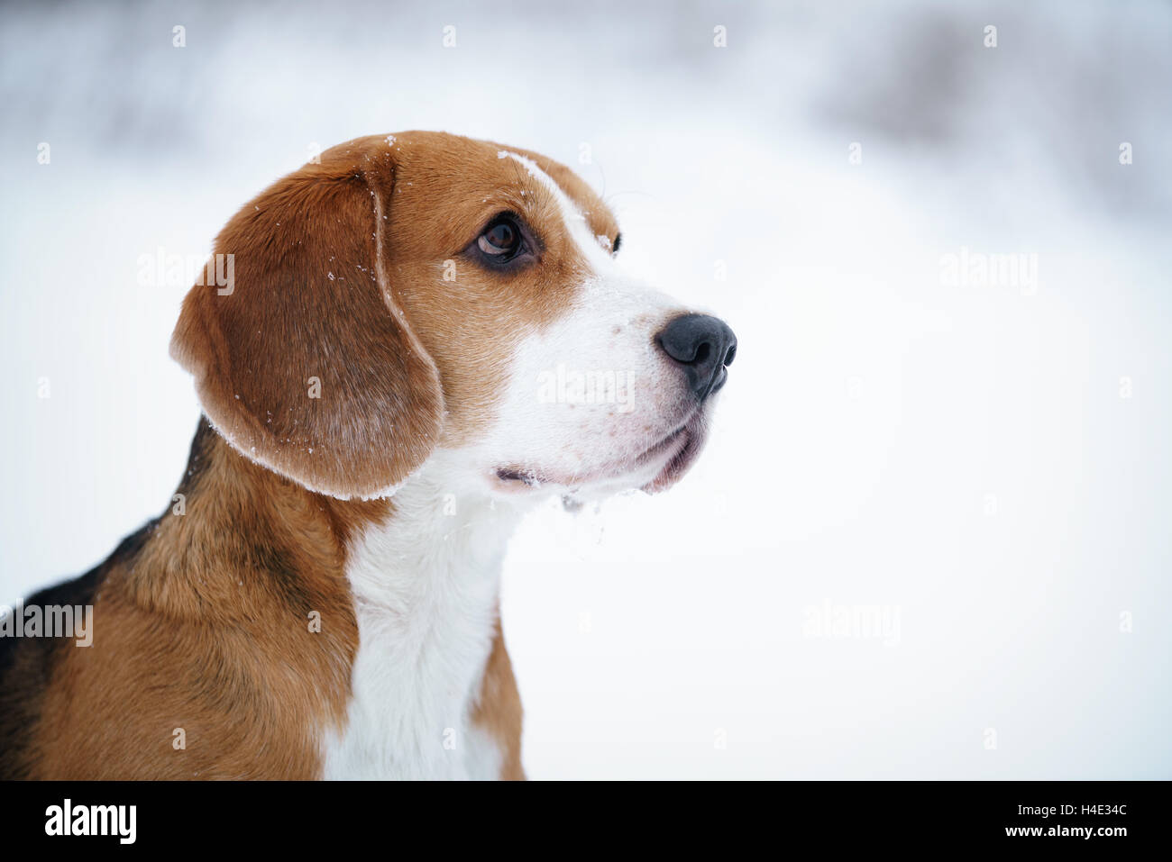 cute beagle dog outdoor portrait in winter Stock Photo - Alamy