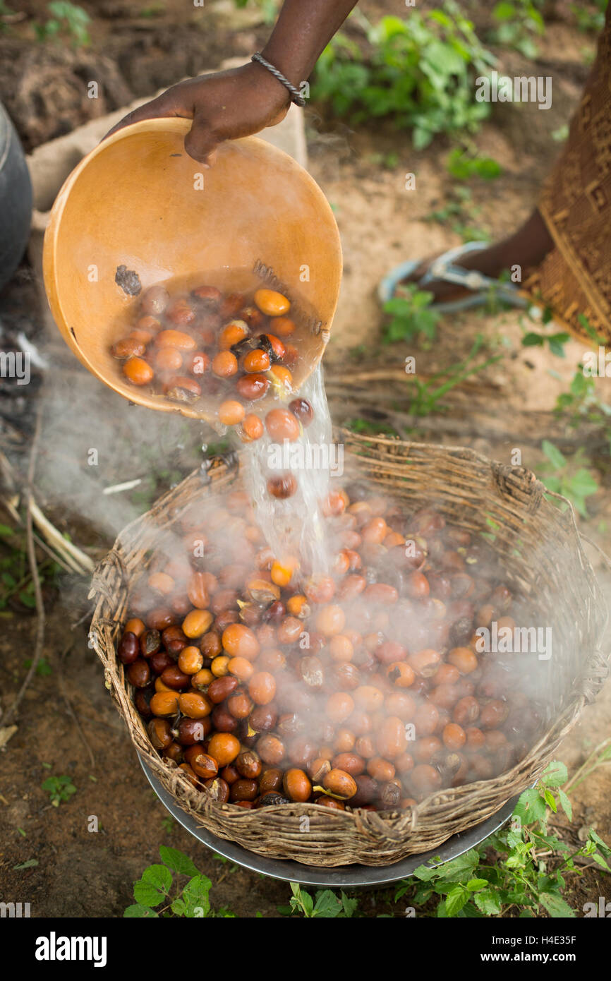 A woman boils freshly harvested shea nuts as part of the butter ...