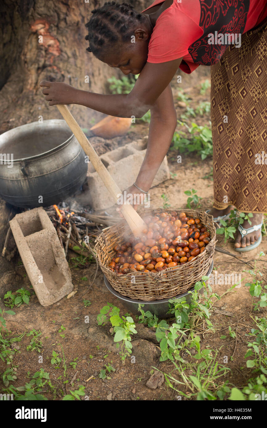 A woman boils freshly harvested shea nuts as part of the butter ...