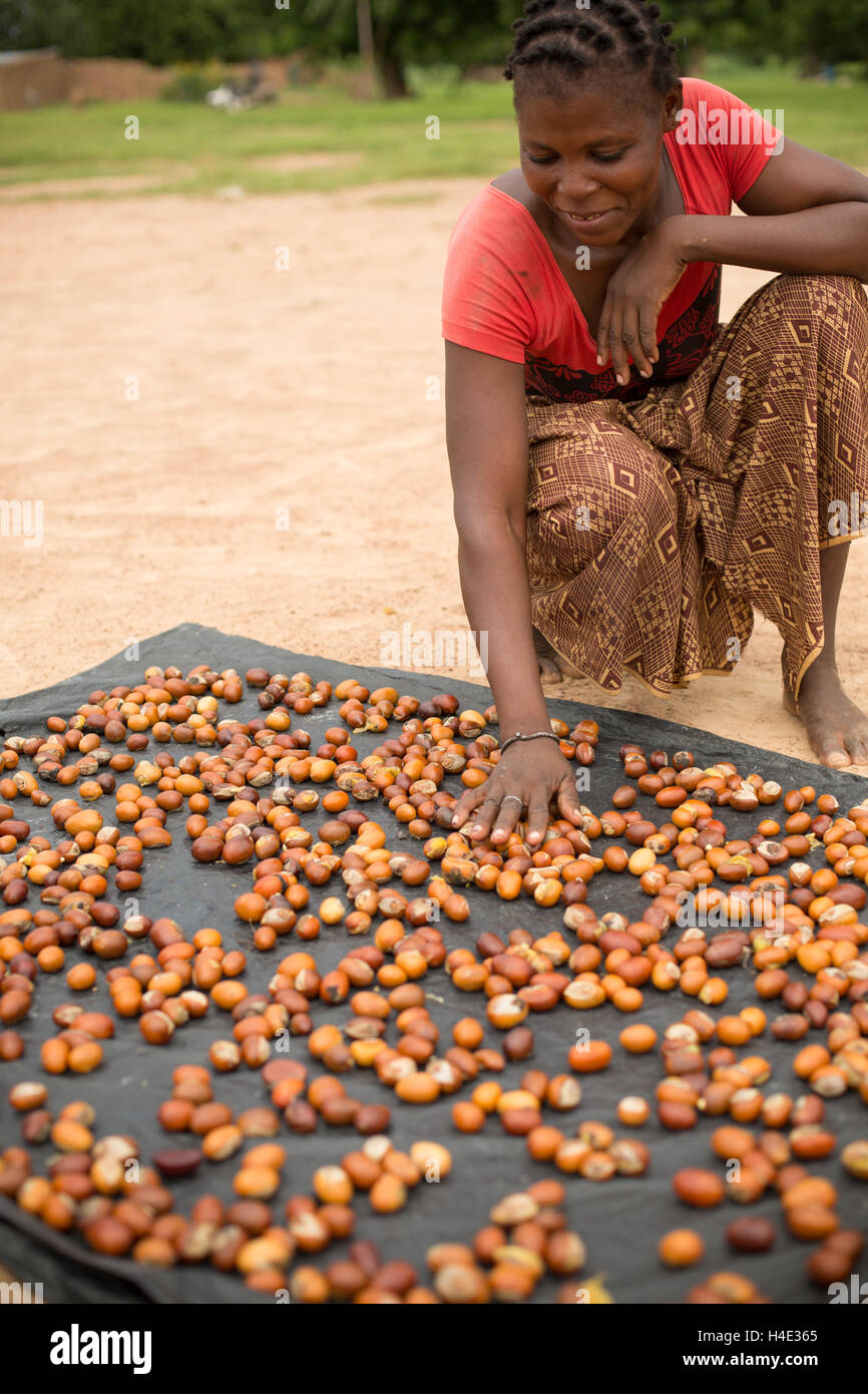 A woman dries freshly harvested shea nuts as part of the butter ...