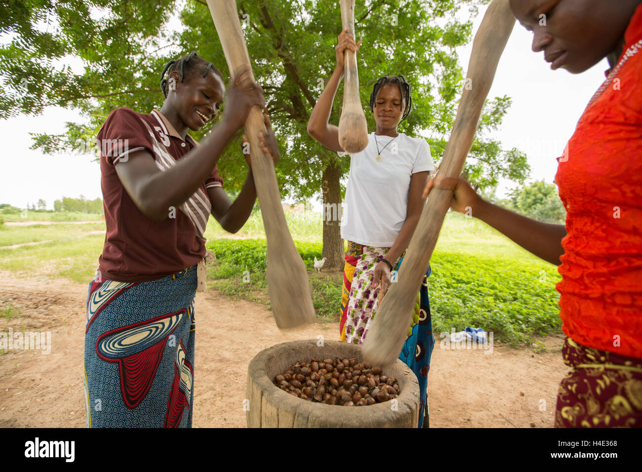 Shea nuts are pounded by women as part of the shea butter and oil ...