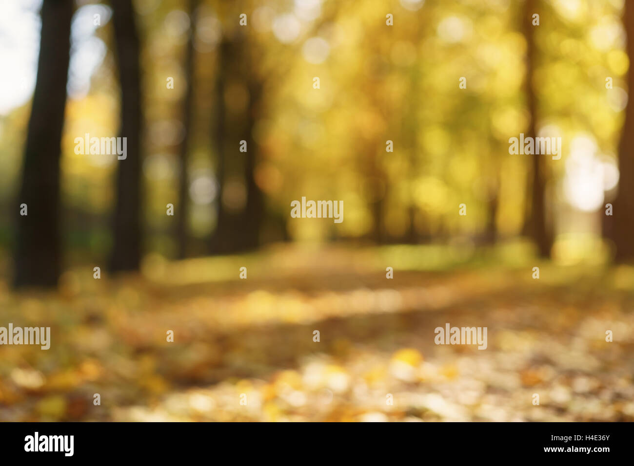 bokeh background of autumn town alley with golden fall trees and fallen ...