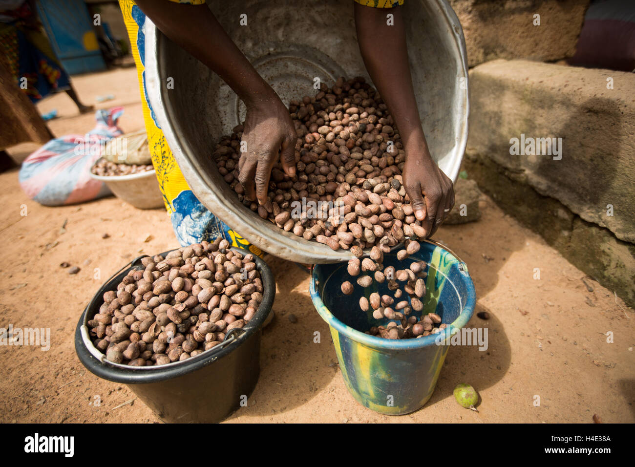 Shea nuts are partially processed by growers in their source village ...