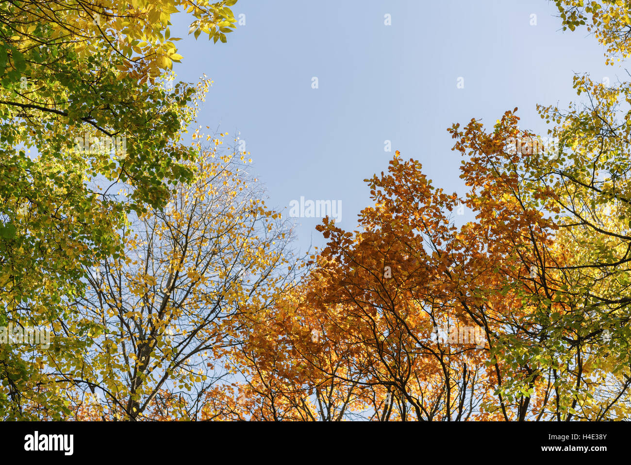 autumn trees top from below on alley Stock Photo - Alamy