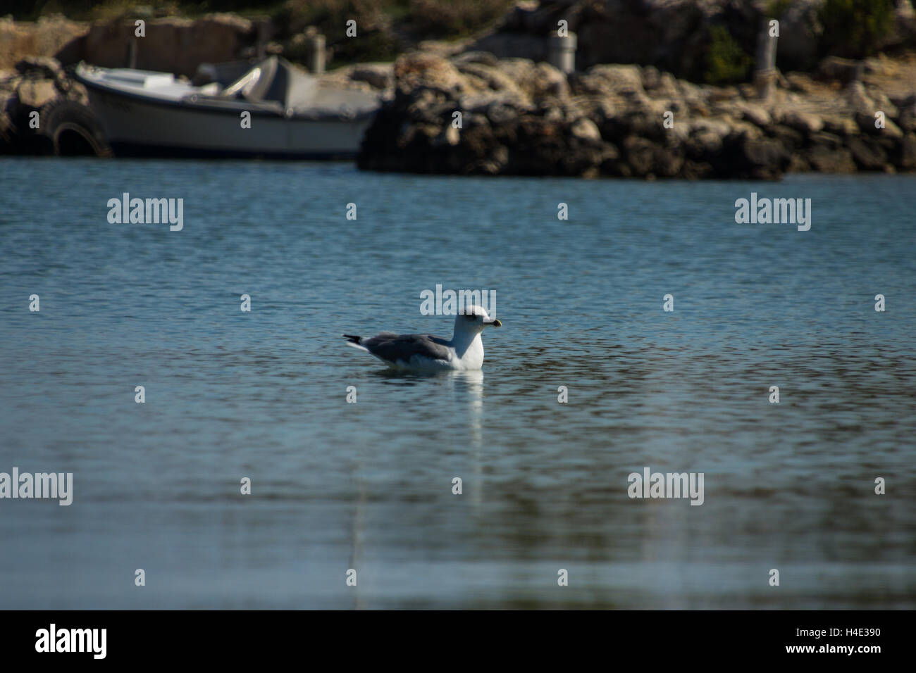Vir is an island on the Croatian coast of the Adriatic Sea Stock Photo ...