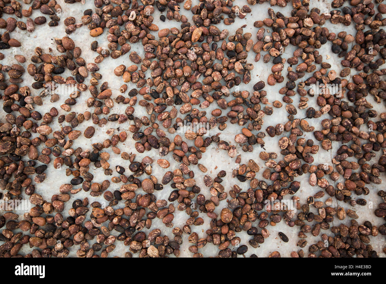 Shea nuts are dried in the sun at a fair trade production facility in ...