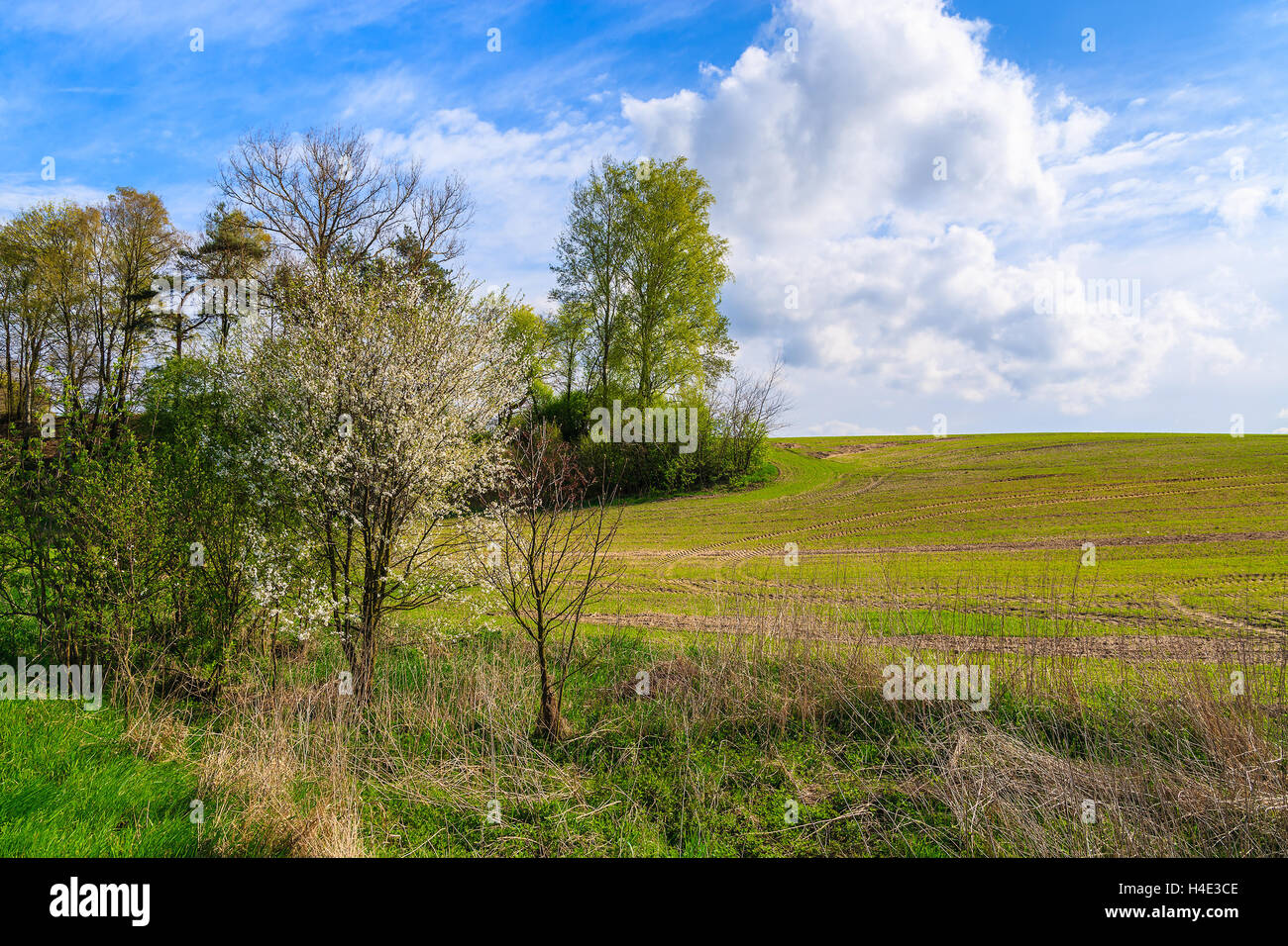 Green field in rural landscape of Poland on sunny spring day ...