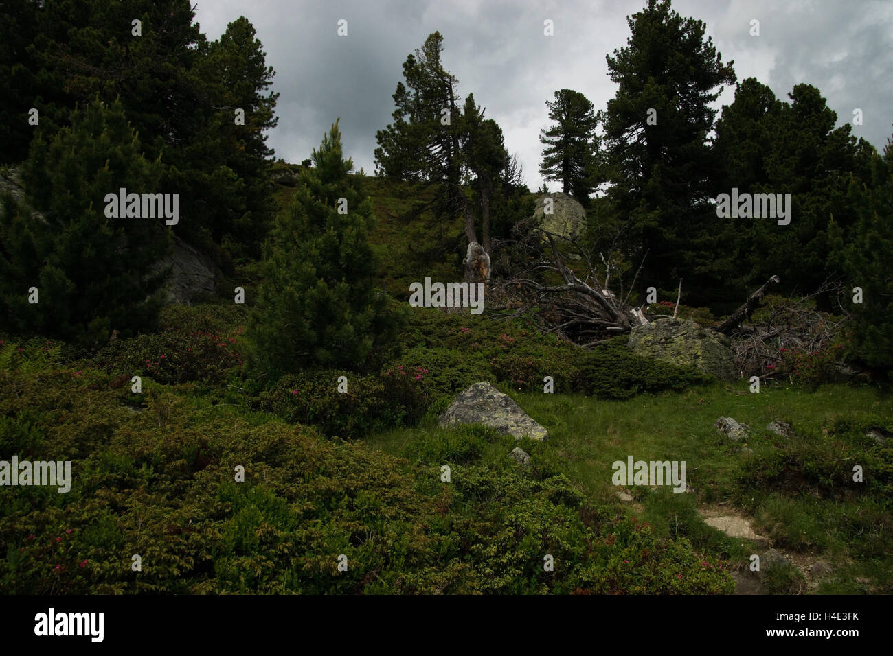 Landscape at the Nock Alp Street in Carinthia, Austria, in July Stock ...