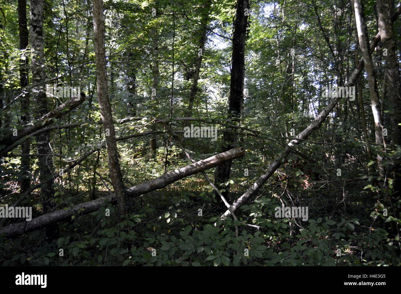 Amas of trees to sleep aside with green sheets Stock Photo - Alamy