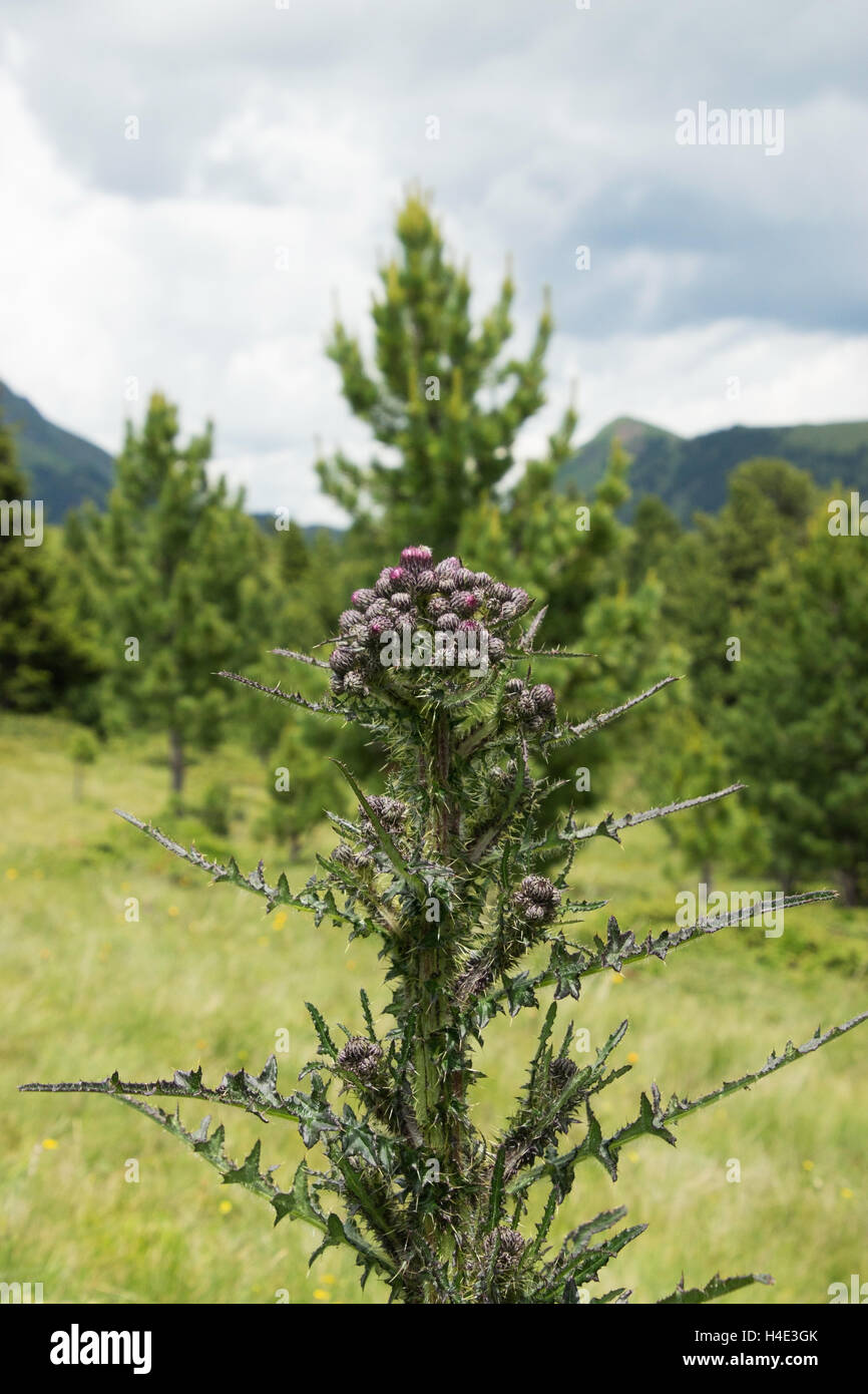 Landscape at the Nock Alp Street in Carinthia, Austria, in July Stock ...