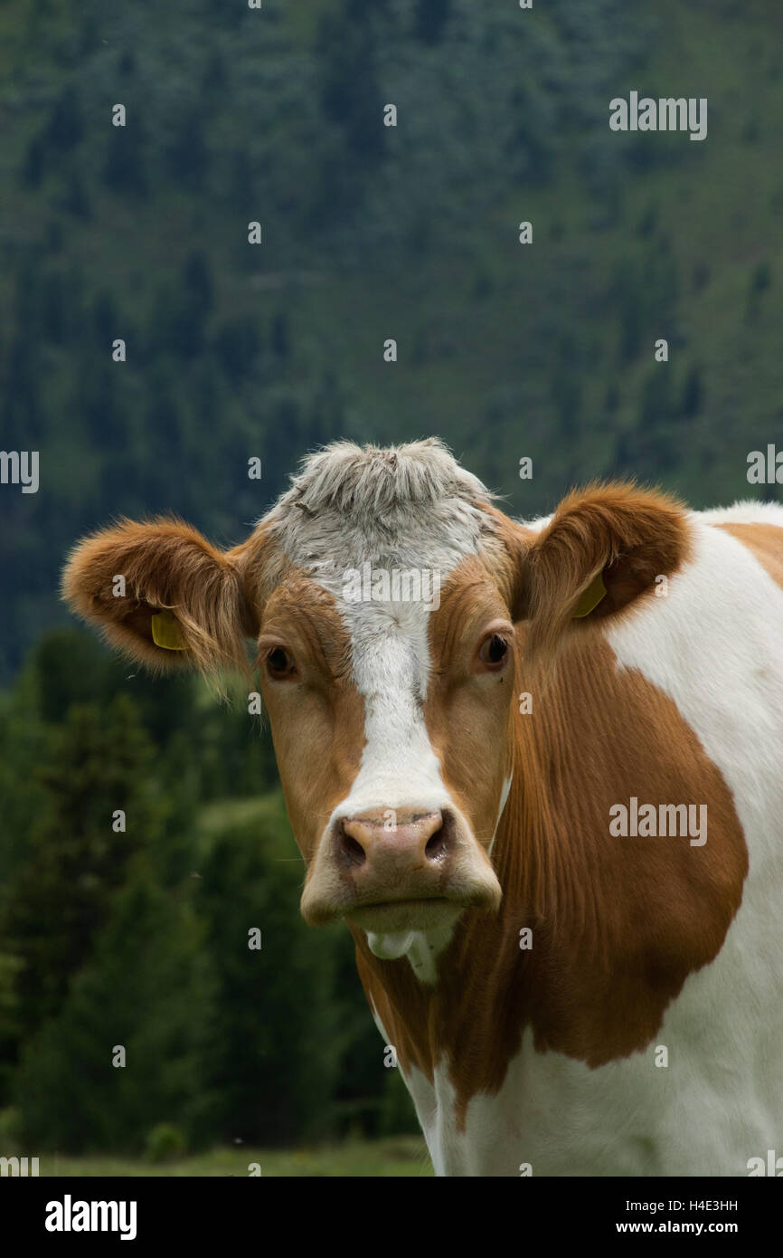 Cow in Carinthia at the Nock Alp, Austria, in July Stock Photo - Alamy