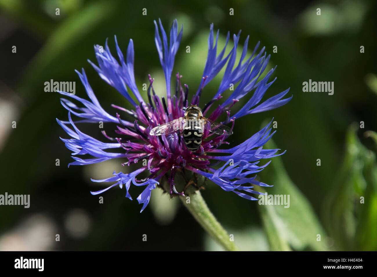 Centaurea cyanus, commonly known as cornflower, is an annual flowering ...